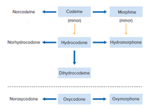 What did my Patient Actually Take? An Overview of Opioid Results Interpretation - Aegis Sciences ...